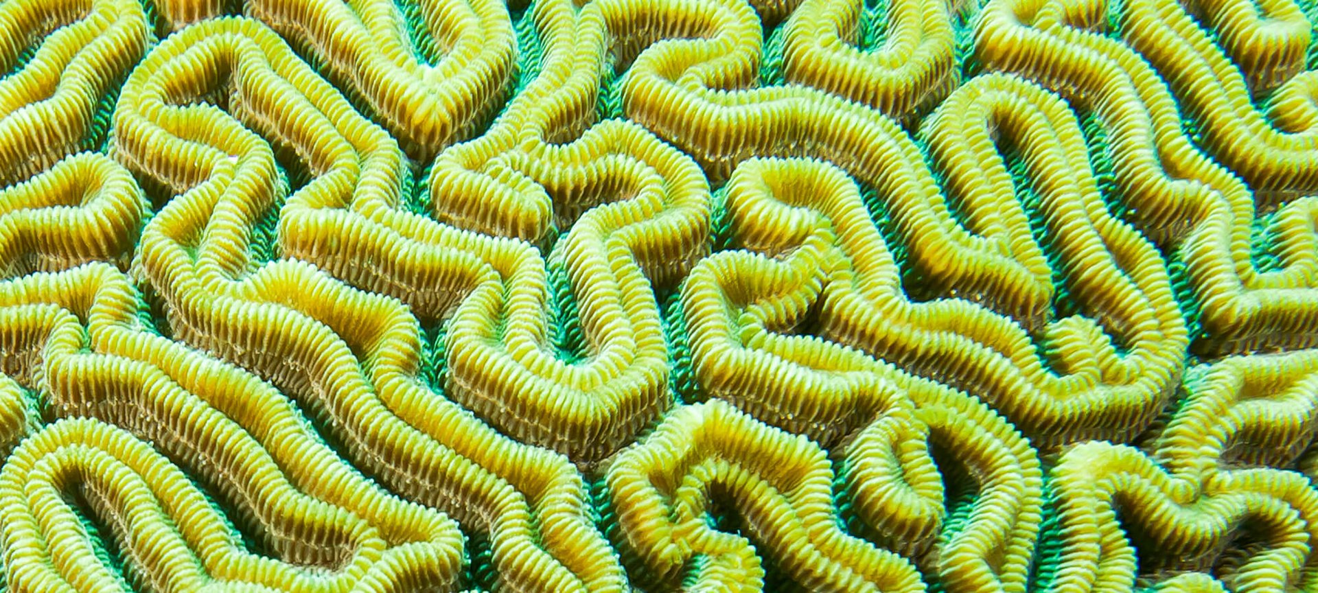 Algi w kosmetyce? Droga do pięknej skóry jest usłana algami